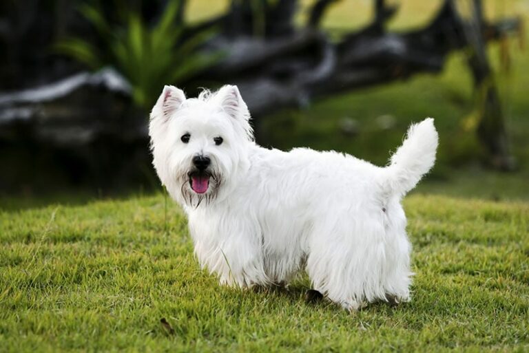 West Highland White Terrier Dog Breed: Info, Pictures, Traits & History ...