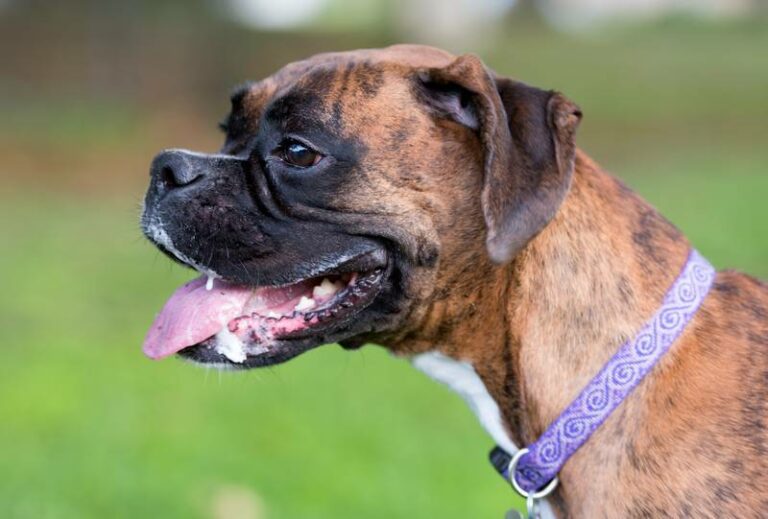 Are Boxers Aggressive? Vet-Verified Behavior Explained – Dogster