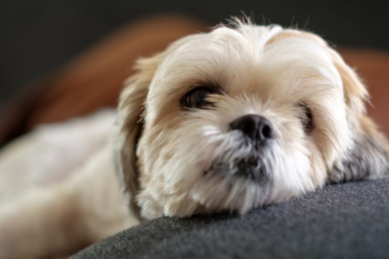 How to Clean Shih Tzu Ears: Vet-Approved Steps & Additional Tips – Dogster