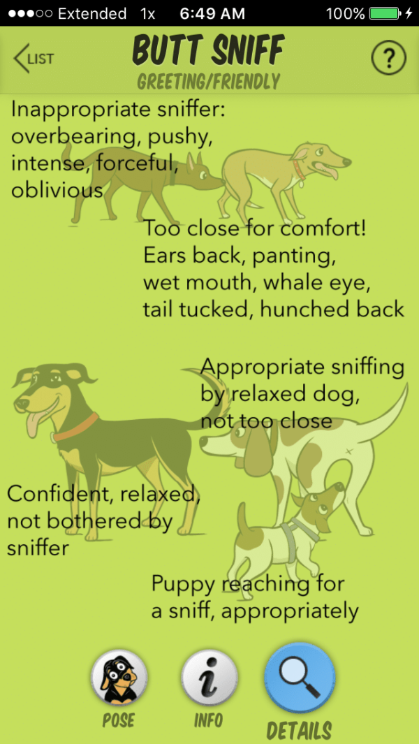 Why Do Dogs Smell Each Other's Butts? Behavior Explained – Dogster
