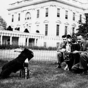 Todos os Presidentess Pups: Conheça FDRs Dog, Fala | Mefics