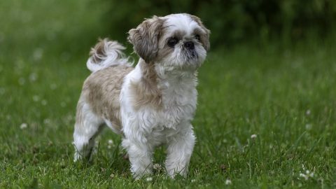 275 Popular & Unique Shih Tzu Names – Dogster