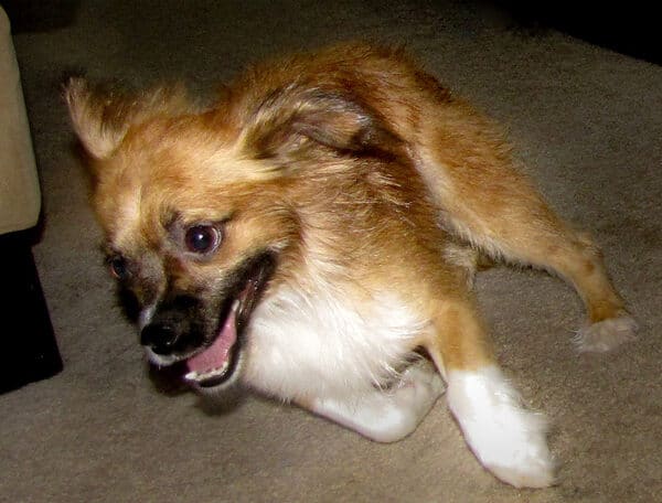 Dog Zoomies: Vet-Reviewed Causes & Care Guide – Dogster