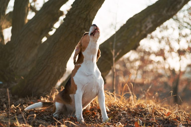 Why Do Dogs Howl or Sing? Vet-Approved Facts & FAQ – Dogster