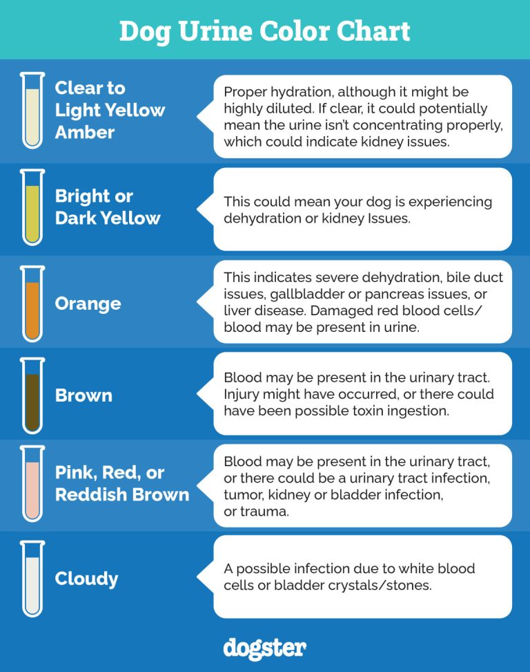 Why Does My Puppy Pee So Much? 12 Vet-Reviewed Reasons – Dogster