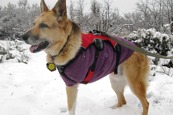 How to Care for a Tripod Dog: Recovery & Exercise Tips – Dogster