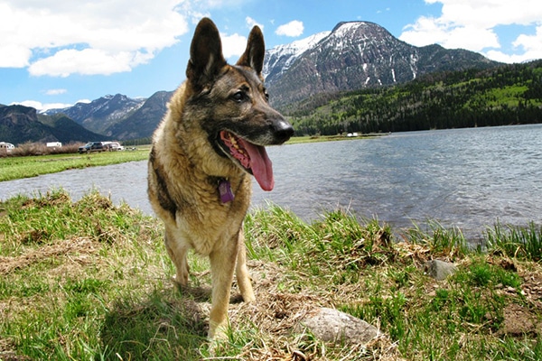 How to Care for a Three-Legged Dog