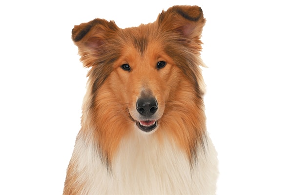Collie Dog Breed Info, Pictures, Facts, & Traits – Dogster