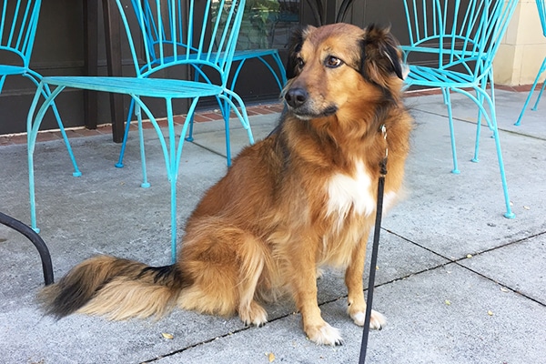 English Shepherd Dog Breed Info, Pictures, Facts, & Traits – Dogster