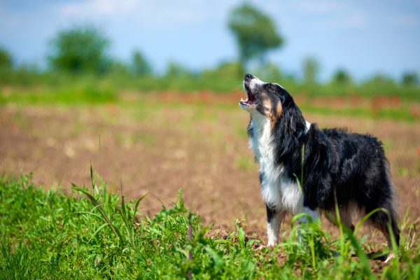 25 Dog Breeds That Howl: Info, Pictures, Temperament & History – Dogster