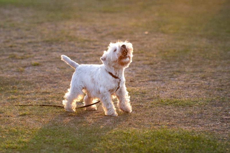 How Loud Is a Dog’s Bark in Decibels (dB)? Facts & FAQ – Dogster