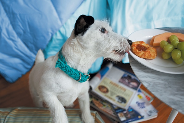 Teaching Your Dog to 'Leave It' Teaching Your Dog to 'Leave It'