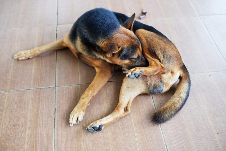 Paraphimosis in Dogs: Is Your Dog’s Lipstick “Stuck”? (Vet Answer ...