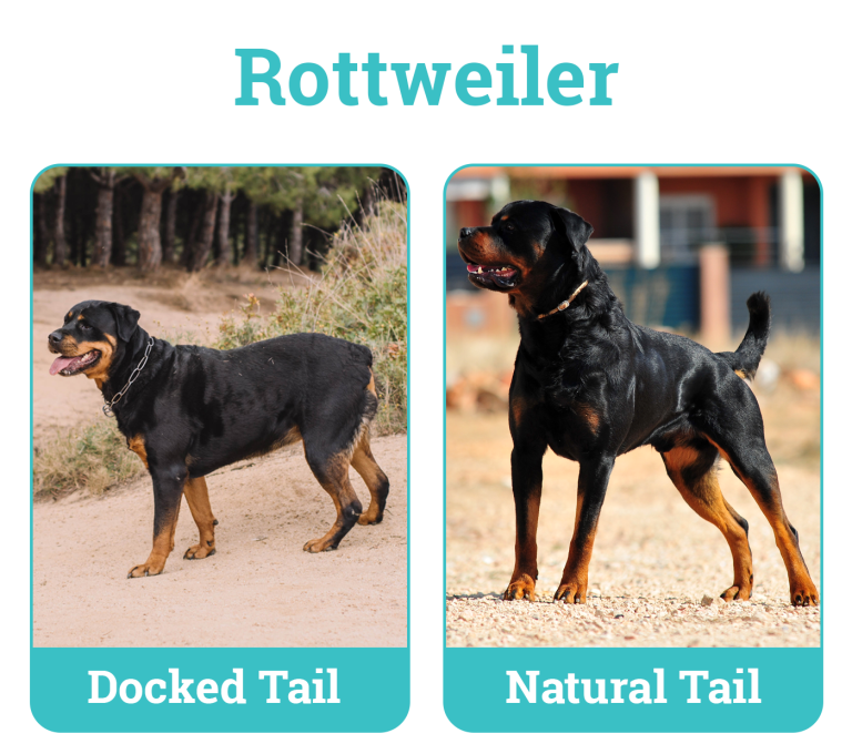 Dog Tail Docking & Ear Cropping: Our Vet Discusses Ethics & Health ...