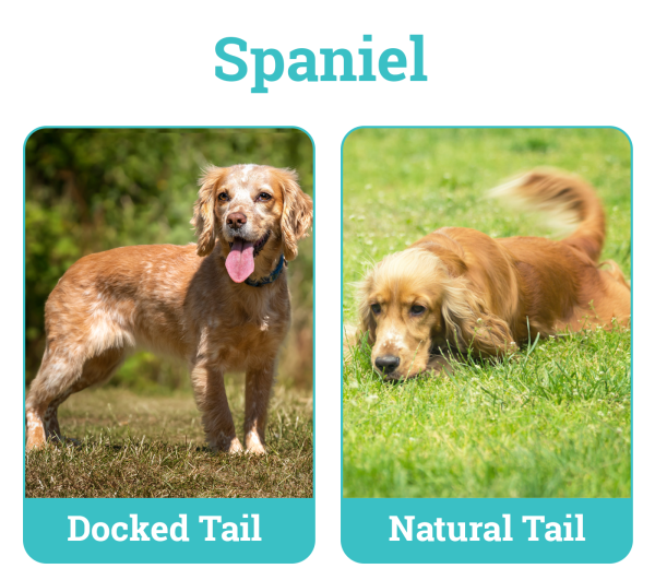 Dog Tail Docking & Ear Cropping: Our Vet Discusses Ethics & Health ...