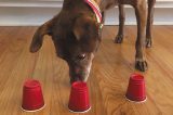 5 Brain Games for Dogs: Fun & Easy Activities – Dogster