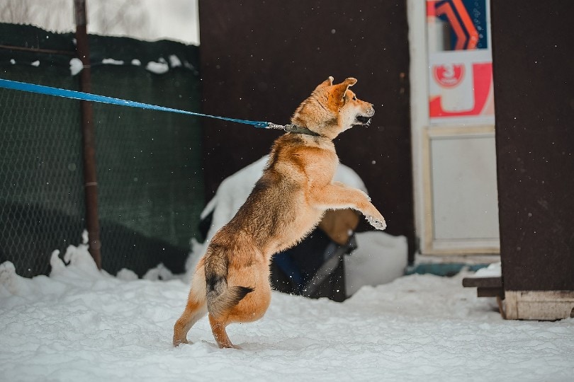 How to Stop Dog Pulling and Have a Better Walk