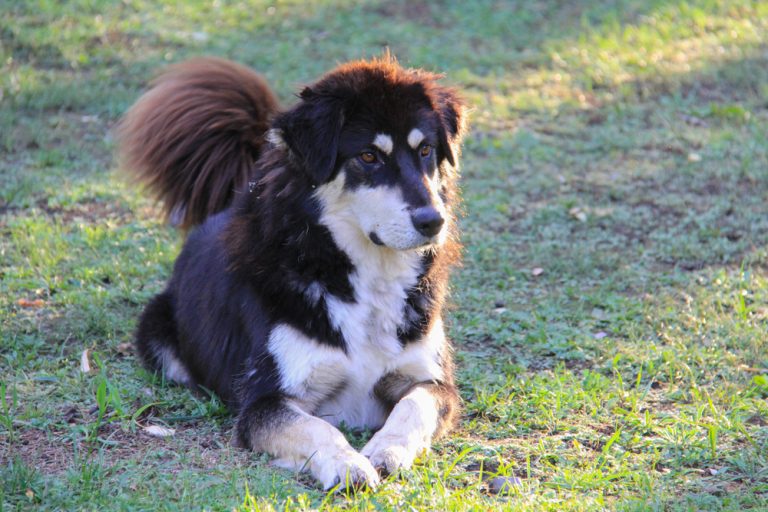 20 Unique Haiku Poems About Dogs – Dogster