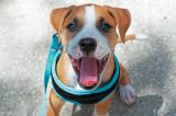 How to Train a Dog to Walk on a Leash