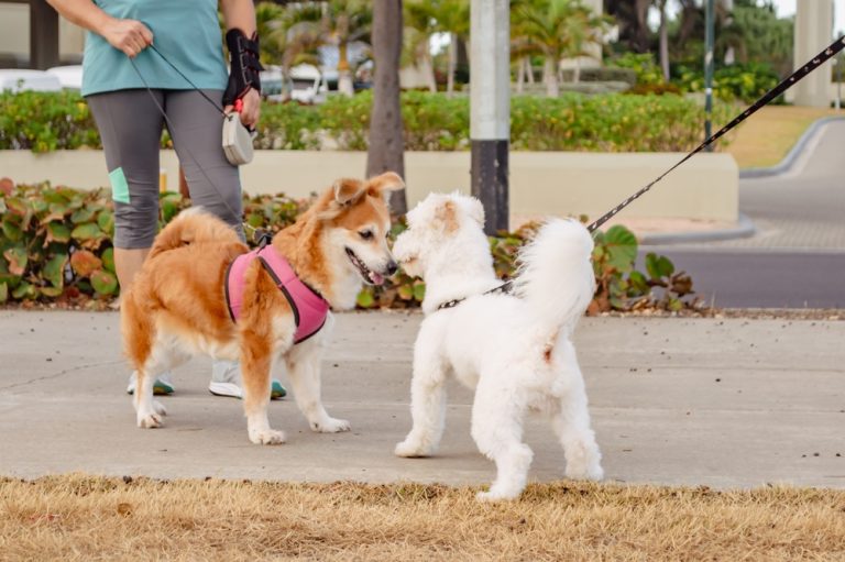 Do Female Dogs Have Orgasms? Vet-Verified Dog Physiology – Dogster