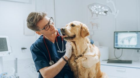 Pet Euthanasia 101: How & When It's Done (Vet Answer) – Dogster