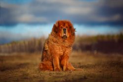 Tibetan Mastiff: Dog Breed Info, Pictures, Care & Traits – Dogster