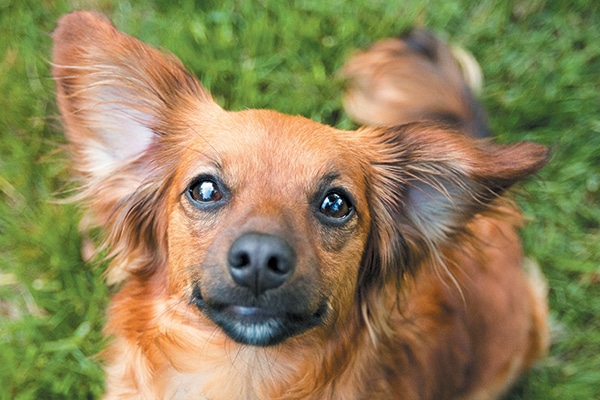 5 Dog Breeds With Curly Tails