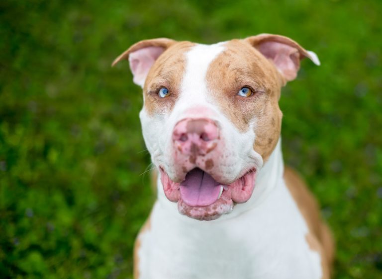 Heterochromia in Dogs: Different Colored Eyes Explained – Dogster