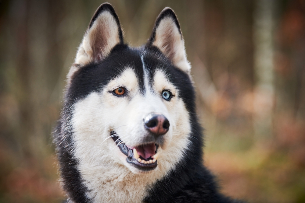 Heterochromia in Dogs: Different Colored Eyes Explained – Dogster