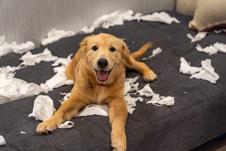 Why Do Dogs Eat Paper? 8 Vet-Reviewed Reasons – Dogster