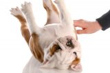 Dog Stomach Gurgling: Causes & What to Do – Dogster
