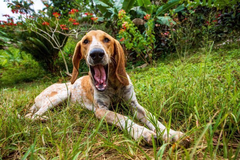 Redtick Coonhound Dog Breed Info: Pictures, Facts, Traits & More – Dogster