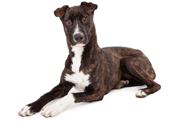 Mountain Cur: Facts, Traits & History – Dogster
