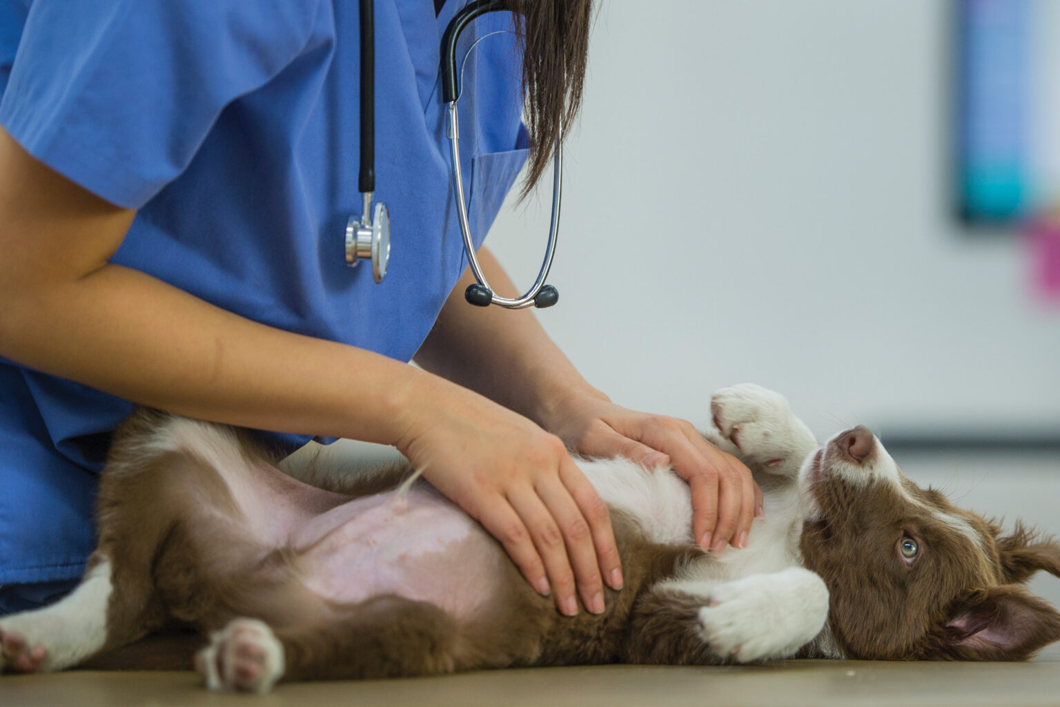 Rhinitis & Sinusitis in Dogs: Signs, Causes & Care Guide (Vet Answer ...