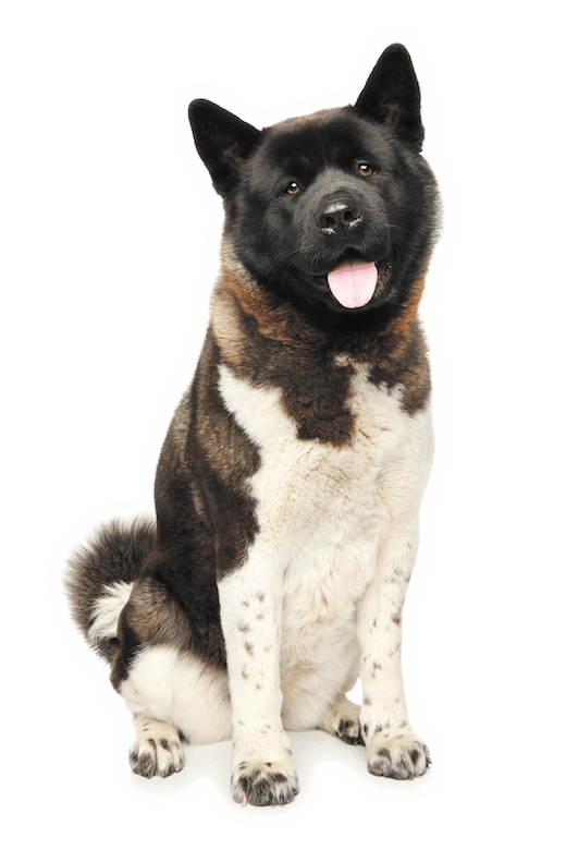 Akita: Facts, Lifespan & More – Dogster