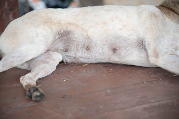 How Many Nipples Does a Dog Have? Vet-Verified Anatomy Facts & FAQ ...