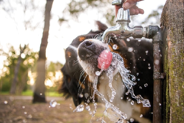 How Do Dogs Drink Water? Methods Explained – Dogster