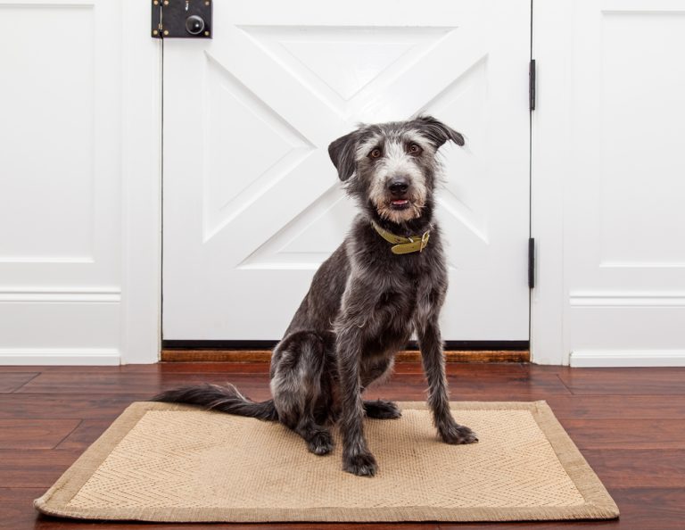 My Senior Dog Is Slipping on the Floor: 10 Vet-Approved Tips to Help ...