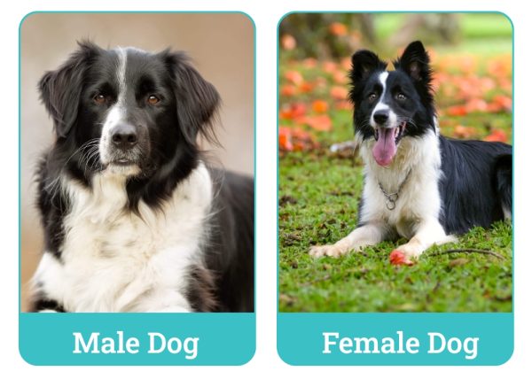 Male vs. Female Dogs: Vet-Reviewed Behavior Differences – Dogster