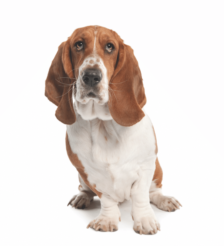 Basset Hound Breed Info: Facts, Traits & Pictures – Dogster