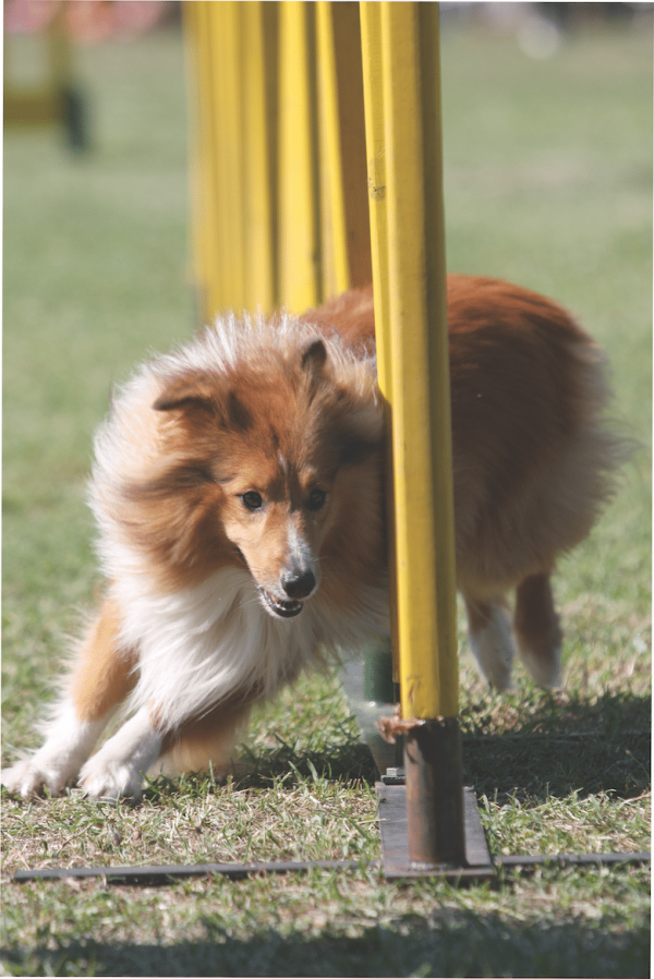 Shetland Sheepdog (Sheltie): Breed Info, Pictures, Facts, Traits & More ...