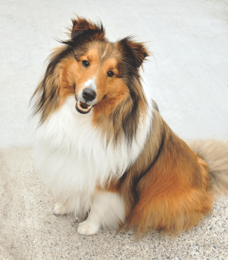 Shetland Sheepdog (Sheltie): Breed Info, Pictures, Facts, Traits & More ...