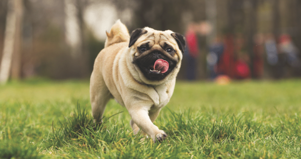 The Pug: History, Personality, Grooming and Care – Dogster