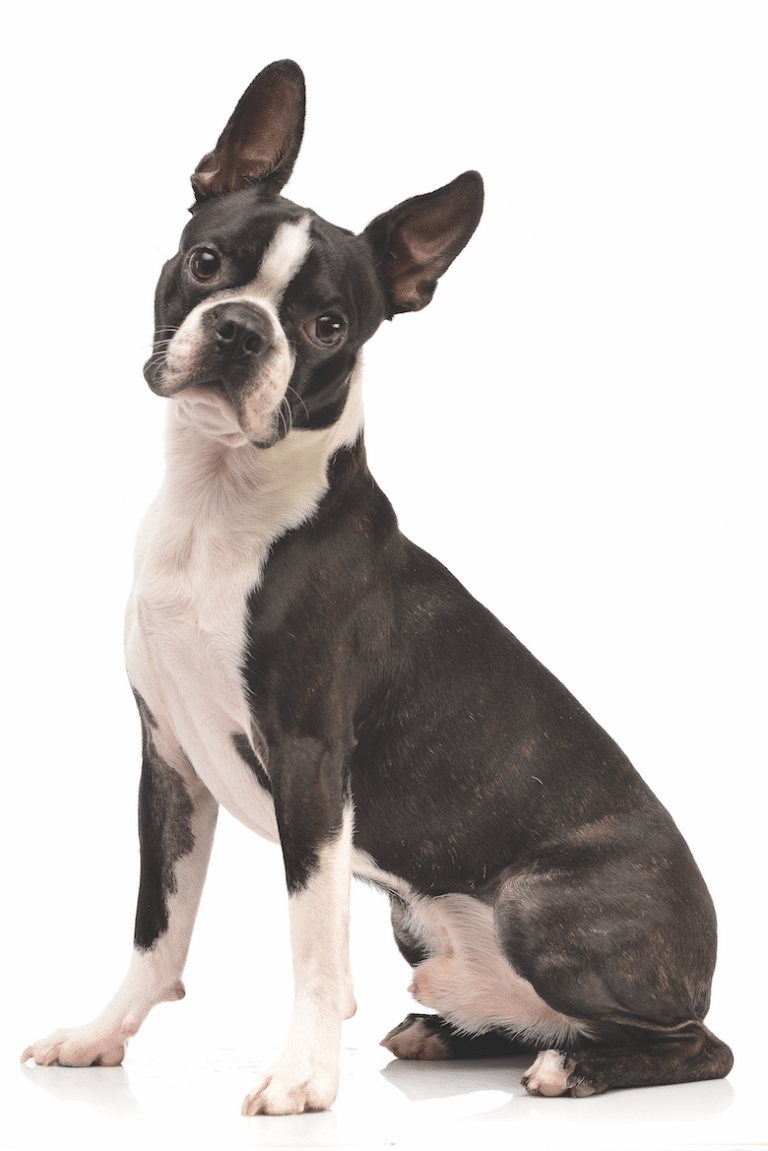 Boston Terrier: Facts, History & Temperament – Dogster
