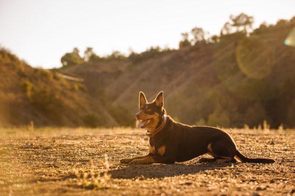 Australian Kelpie Dog Breed: Info, Pictures, Traits & History – Dogster