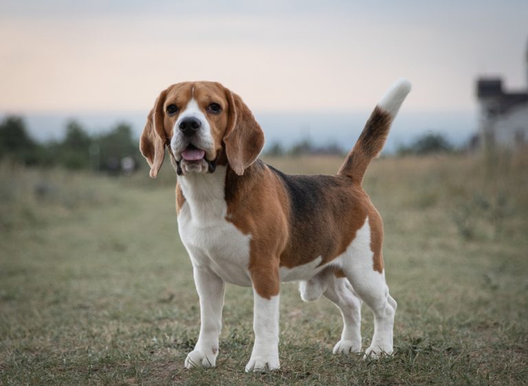 Beagle Dog Breed: Info, Pictures, Facts & Traits – Dogster