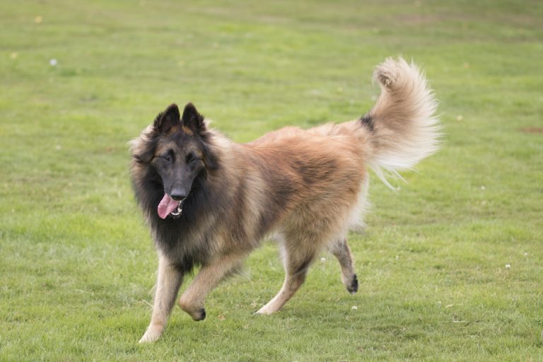 Belgian Tervuren Dog Breed: Info, Pictures, Care & More – Dogster