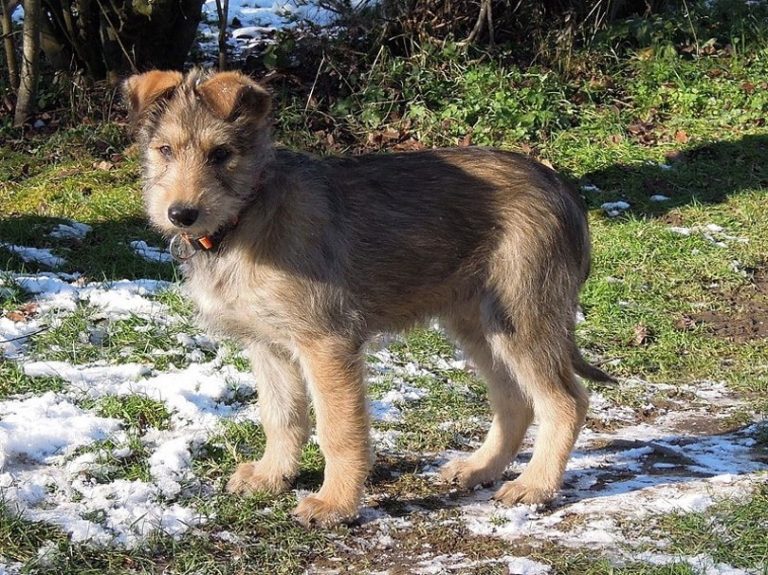 Berger Picard Dog: Breed Info, Pictures, Facts, & Traits – Dogster