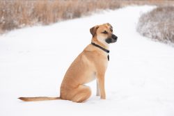 Black Mouth Cur Dog Breed: Info, Pictures, Care, Traits & History – Dogster