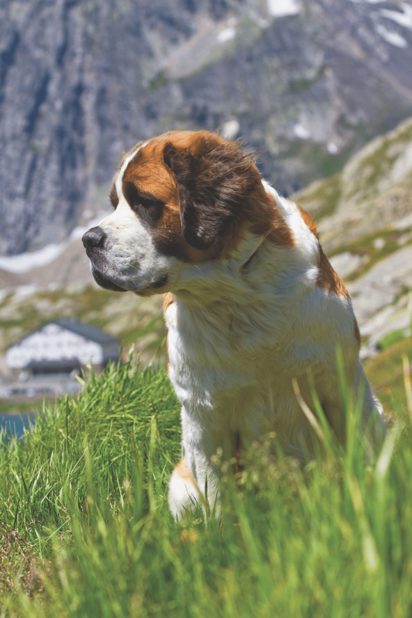 6 Cool Facts About Saint Bernard – Dogster